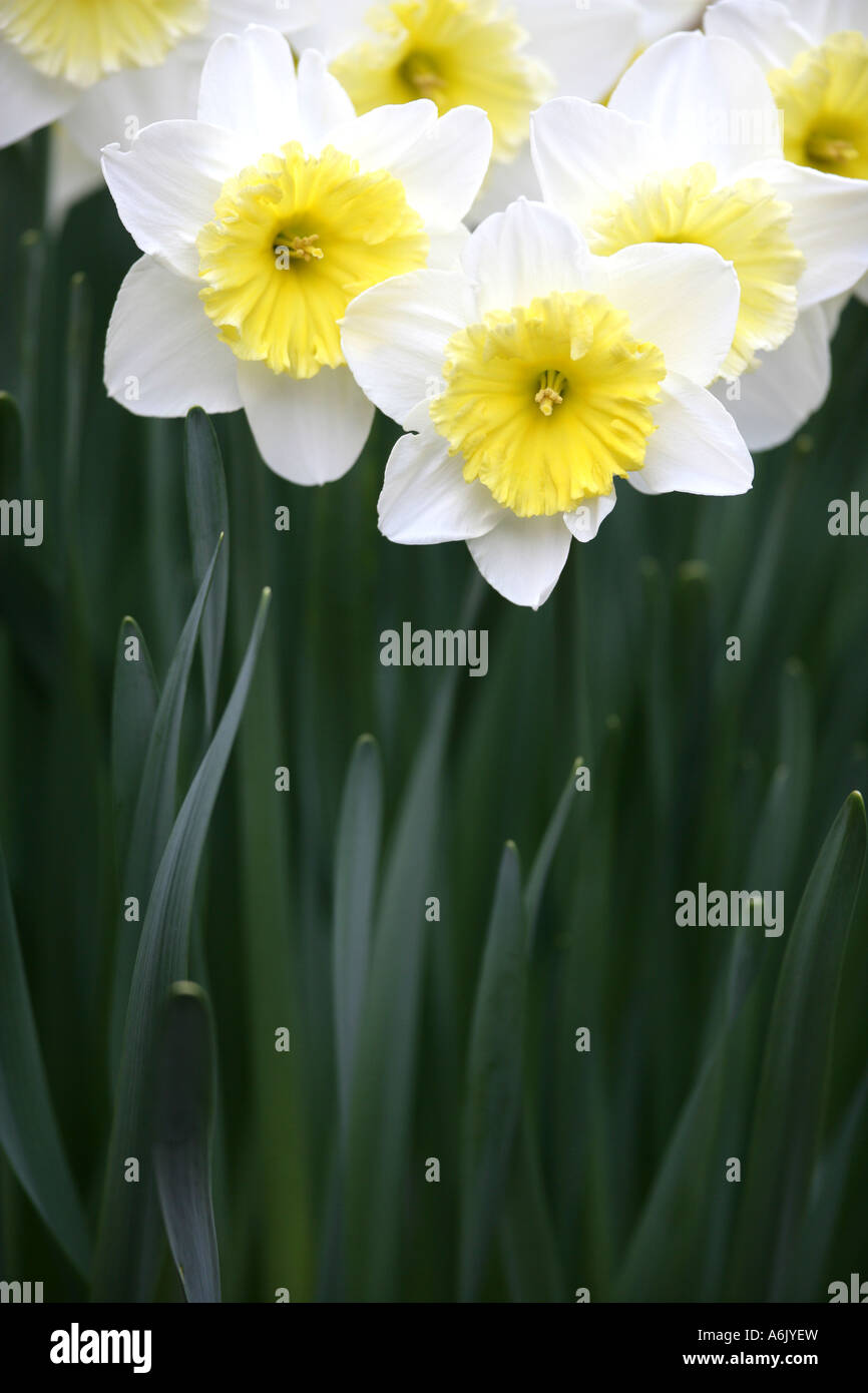 Daffodil - Narcissus Pseudonarcissus Stock Photo - Alamy