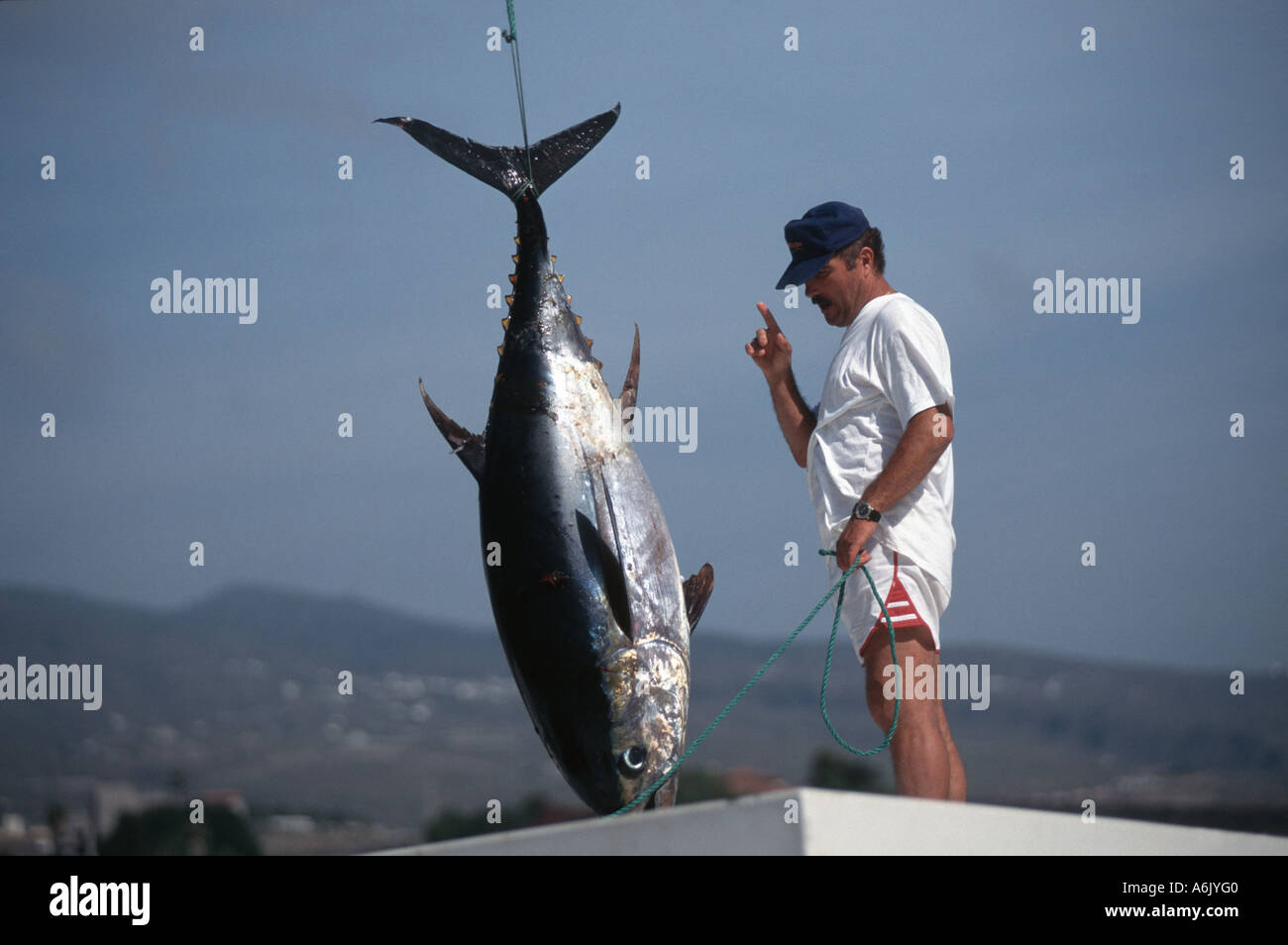 Yellow fin tuna caribbean High Resolution Stock Photography and Images ...