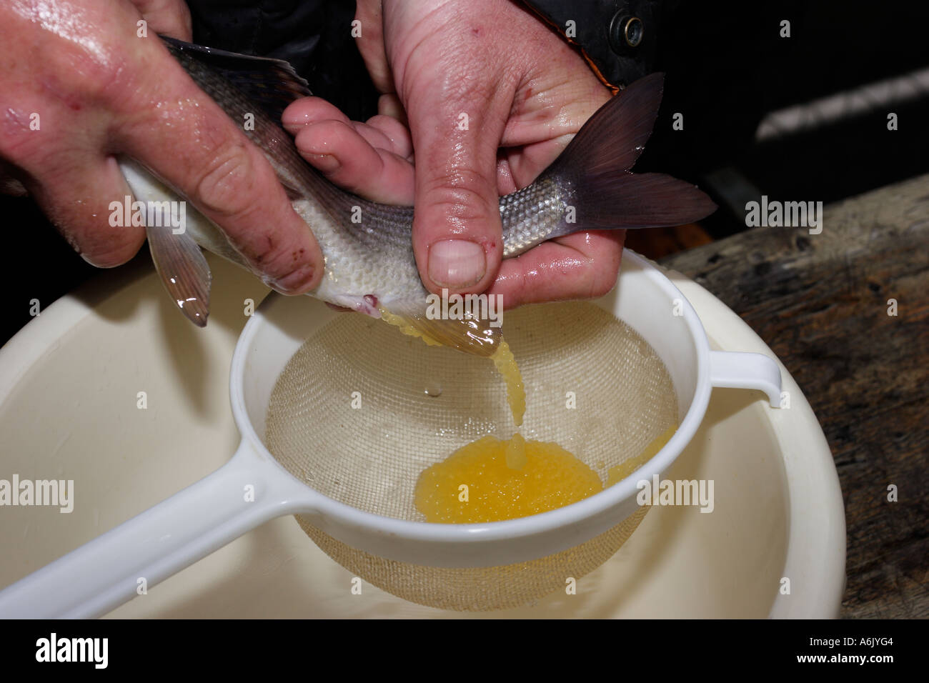 Spat fish hi-res stock photography and images - Alamy