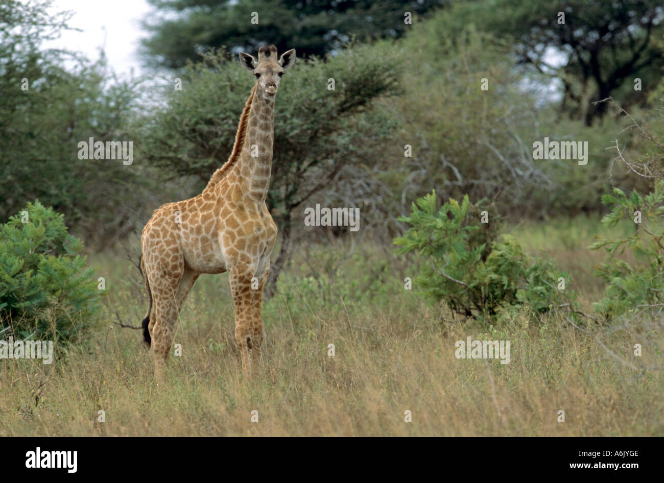 Cape giraffe (Giraffa camelopardalis giraffa), young animal in savannah ...
