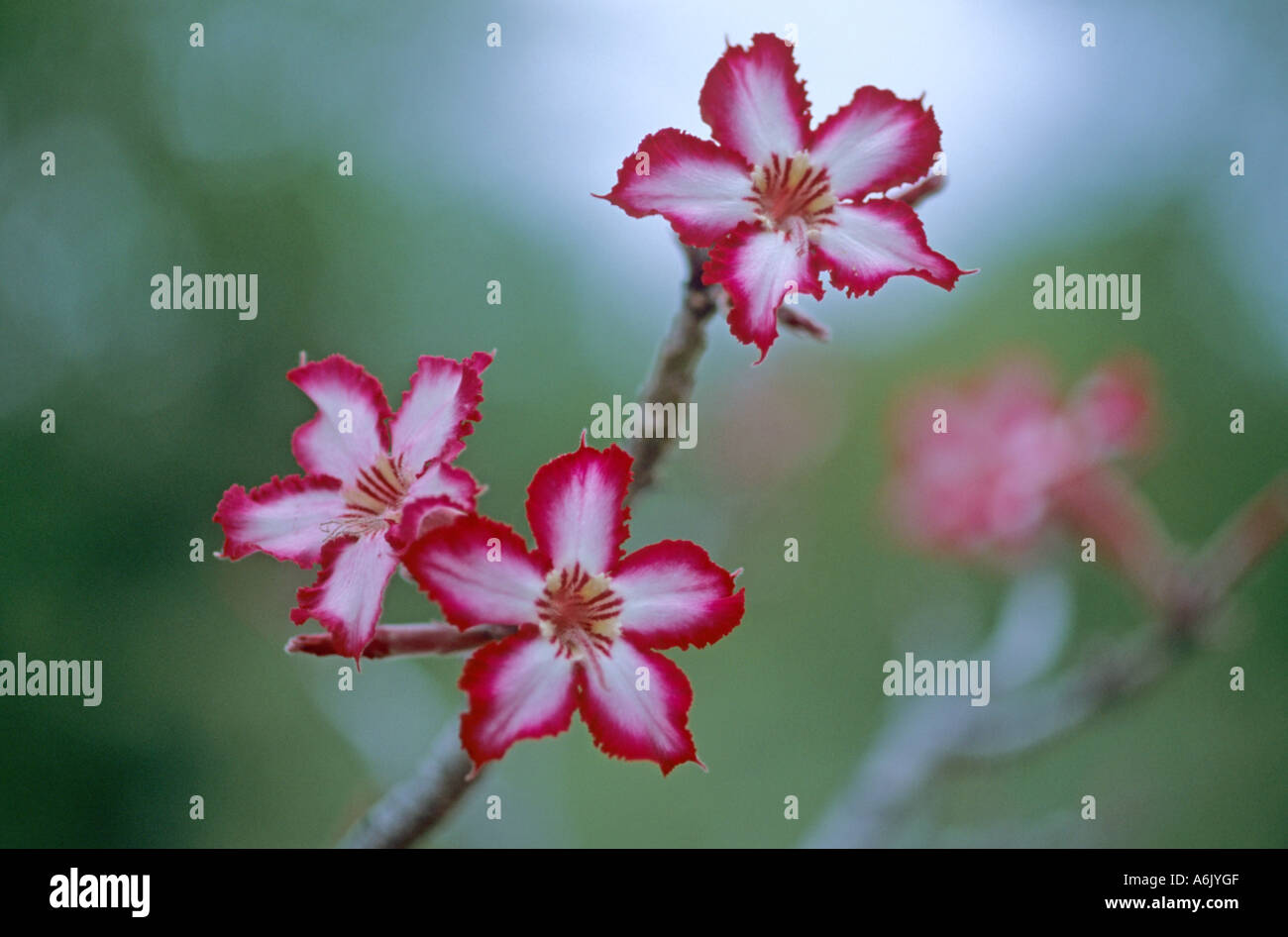 impala lily (Adenium multiflorum), three red and white blossoms, South ...