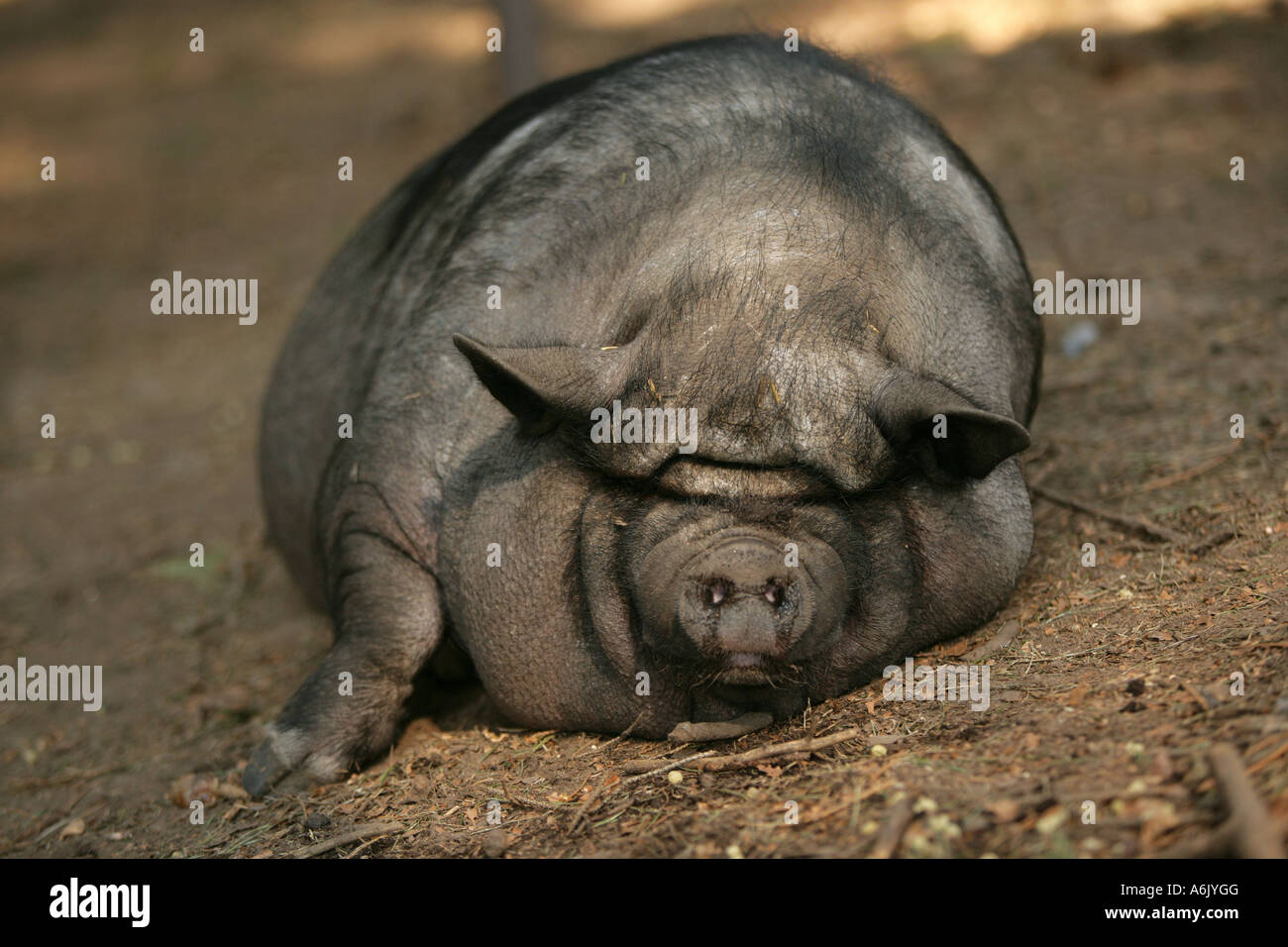 Vietnamese pot bellied pig hi-res stock photography and images - Alamy
