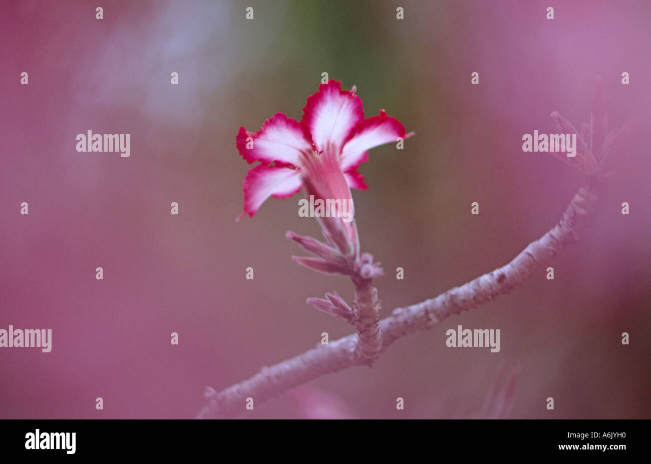 impala lily (Adenium multiflorum), South Africa, Mpumalanga, Krueger ...