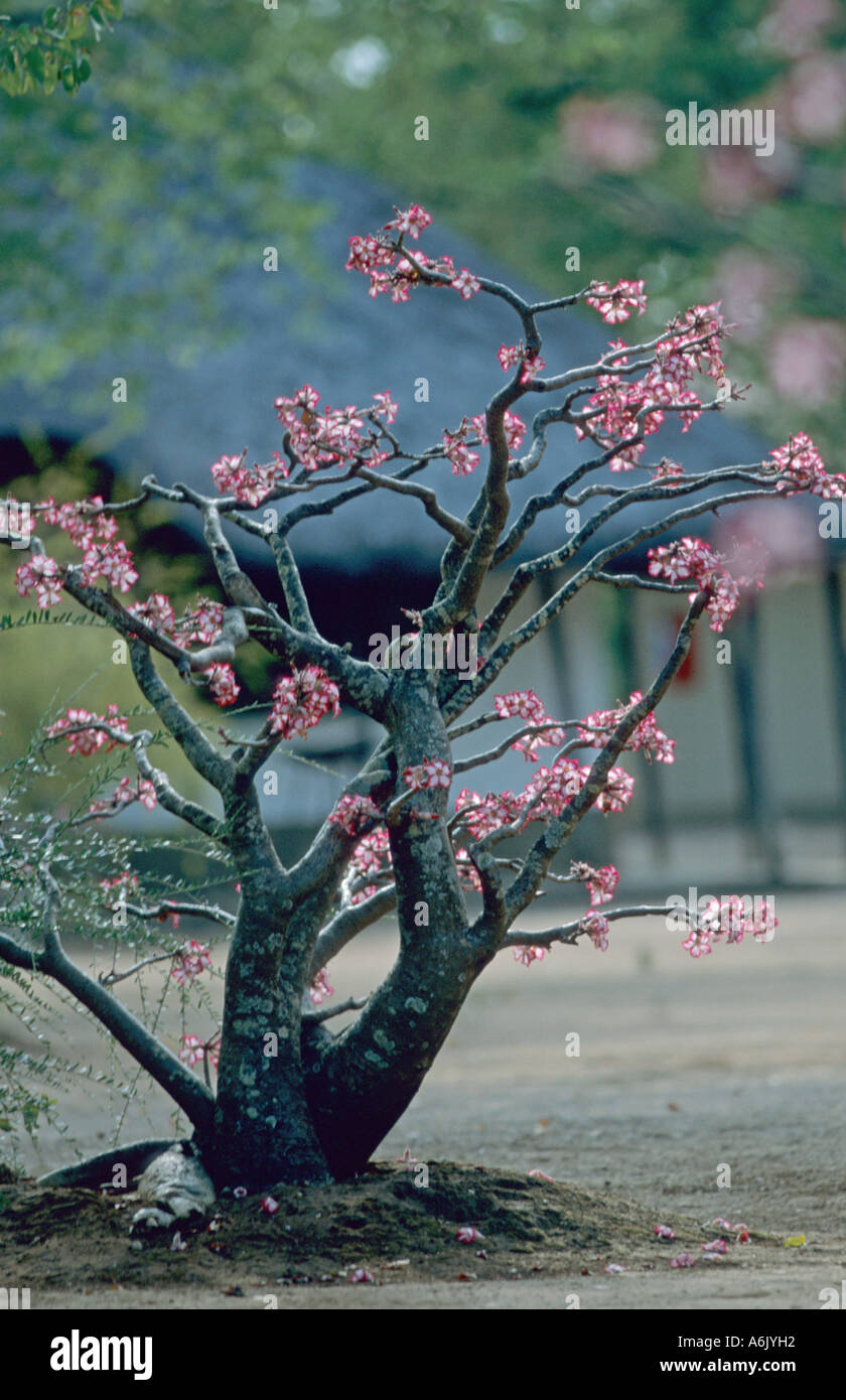 impala lily (Adenium multiflorum), blooming, South Africa, Mpumalanga ...