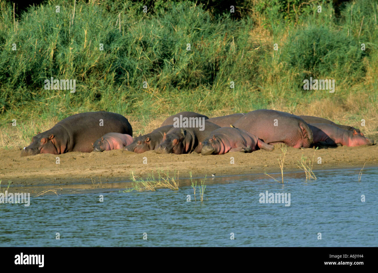 hippopotamus or hippo (Hippopotamus amphibius), a herd sleeping on a ...