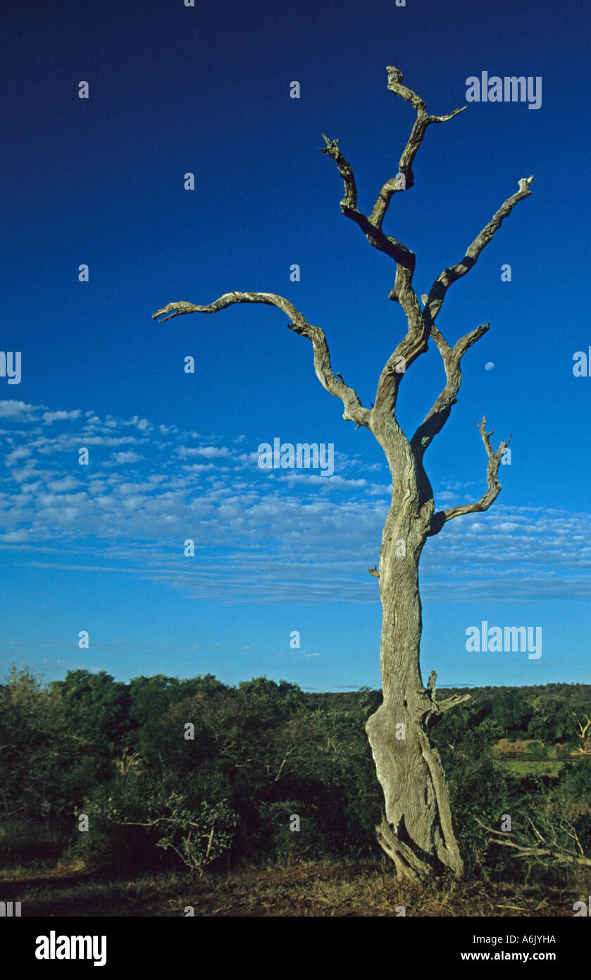 Leadwood (Combretum imberbe), dead tree, Mpumalanga Stock Photo - Alamy