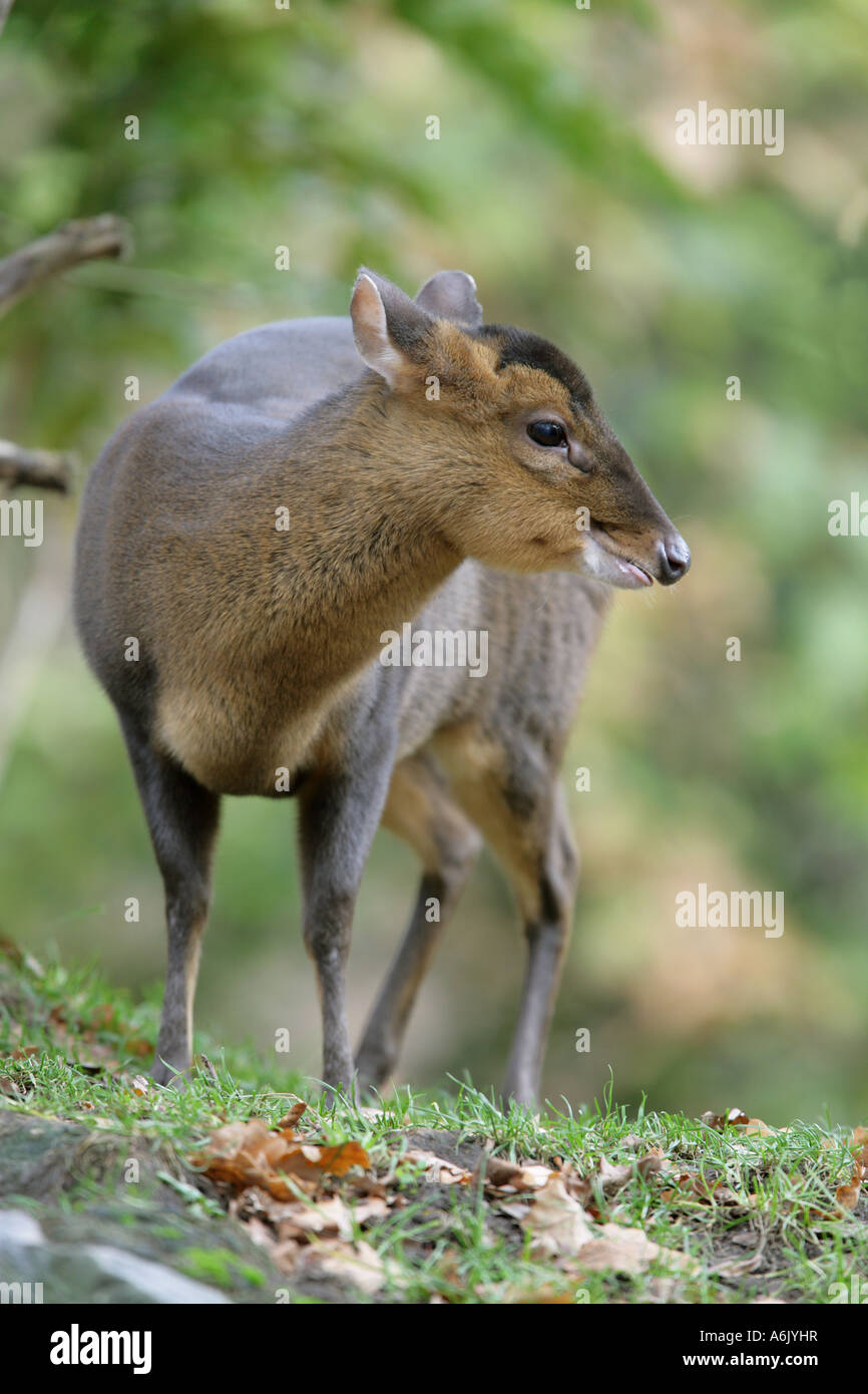 Reeves's (or Chinese) muntjac - Muntiacus reevesi Stock Photo - Alamy