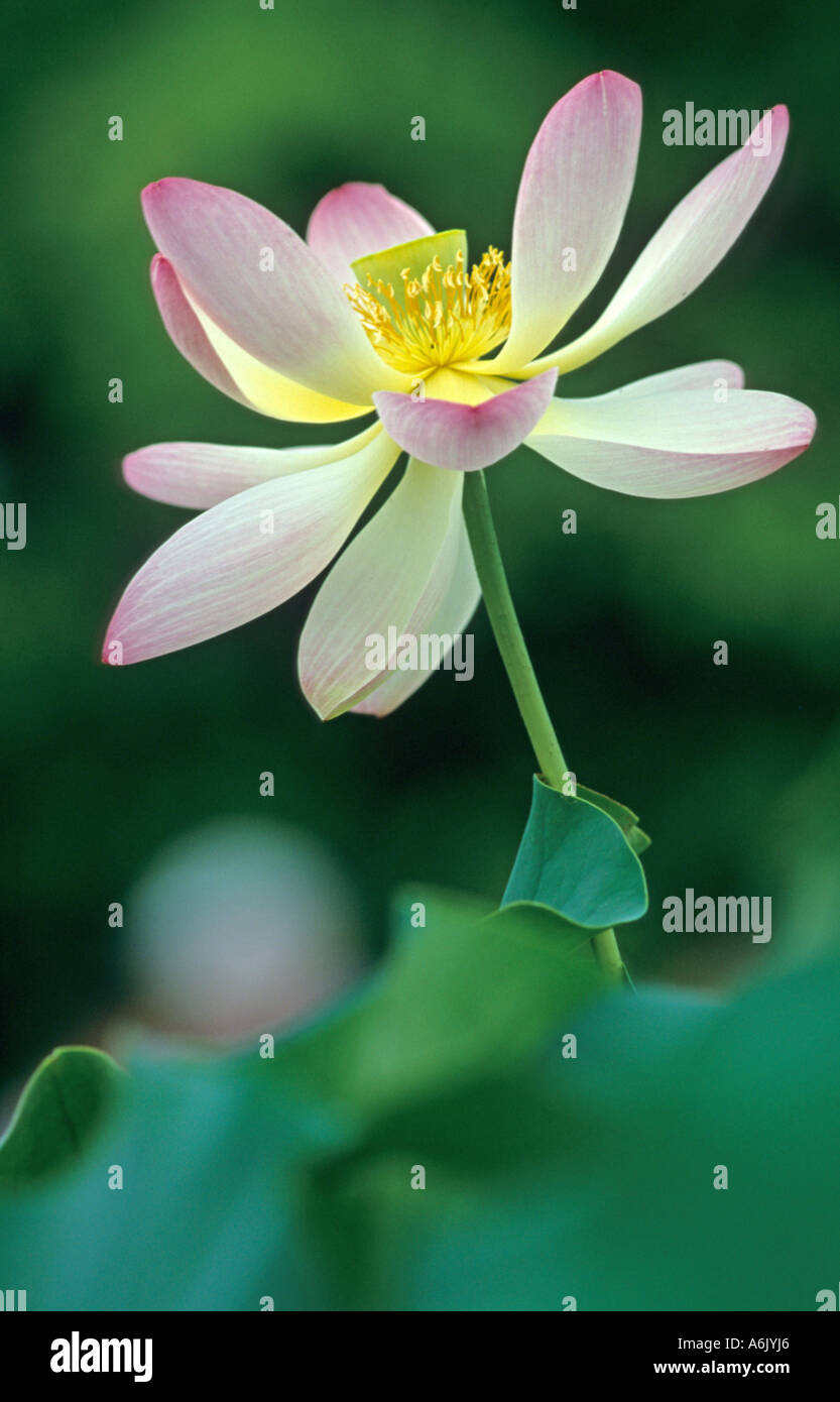 East Indian lotus (Nelumbo nucifera), blossom with long peduncle Stock ...