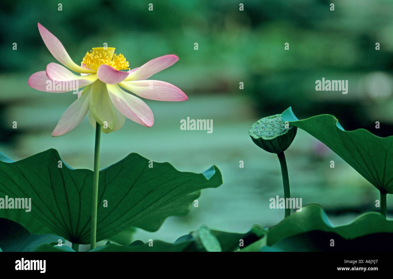 East Indian lotus (Nelumbo nucifera), blossom and fruit Stock Photo - Alamy