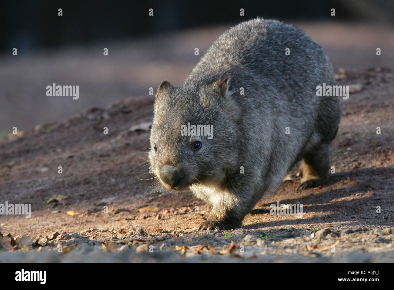 Common Wombat - Vombatus ursinus Stock Photo - Alamy