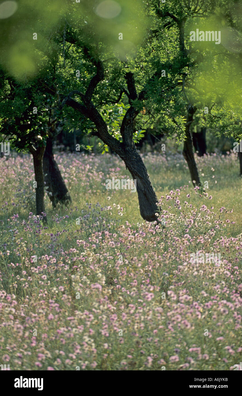 Edible Thistle, Boar Thistle, Purple Milk Thistle, Milk Thistle ...