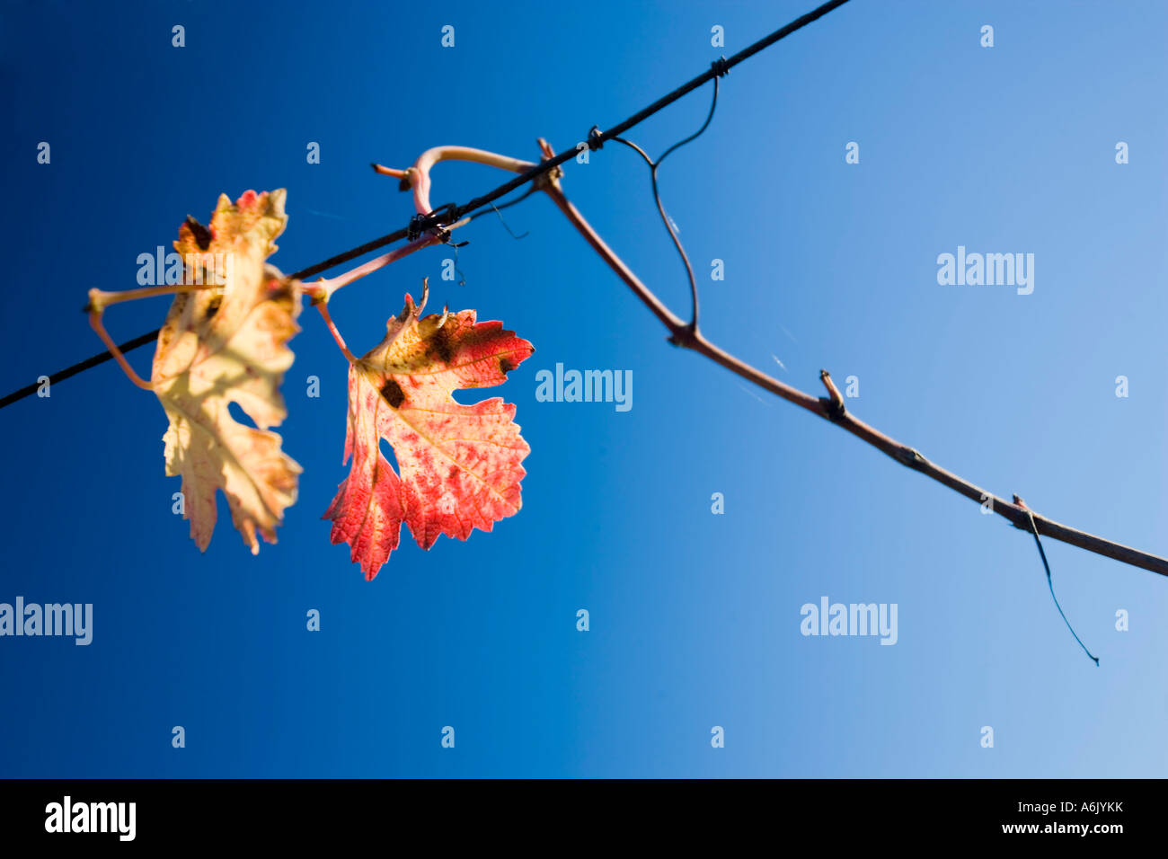 colored autumn leaves in an Italian winery in autumn Stock Photo - Alamy