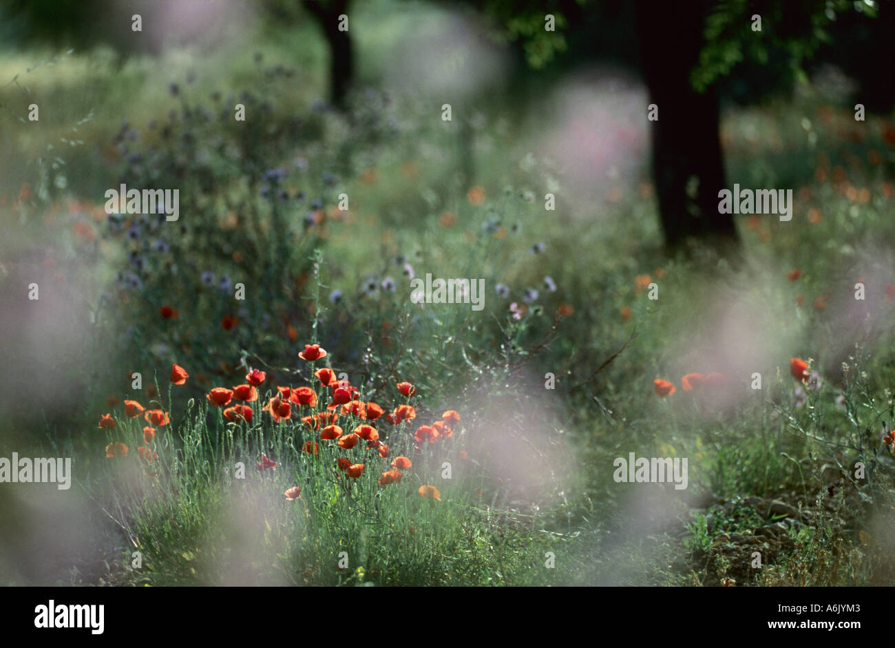 common poppy, corn poppy, red poppy (Papaver rhoeas), group of red ...