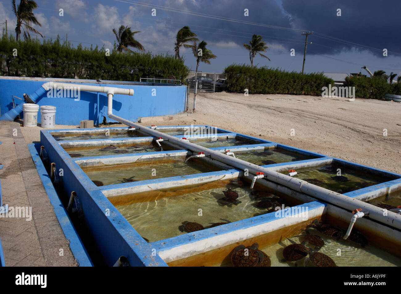 Turtlefarm hi-res stock photography and images - Alamy