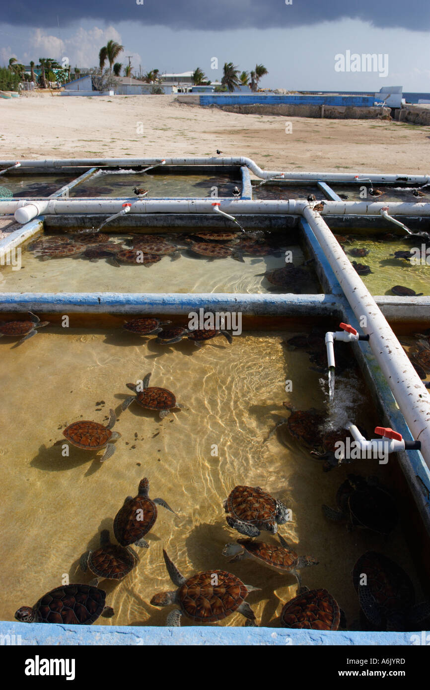 Turtle farm hi-res stock photography and images - Alamy