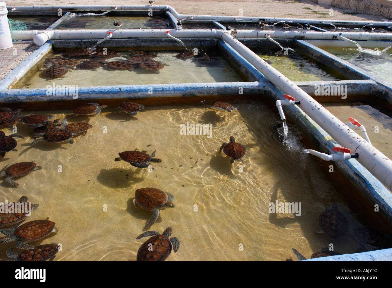Turtle farm hi-res stock photography and images - Alamy