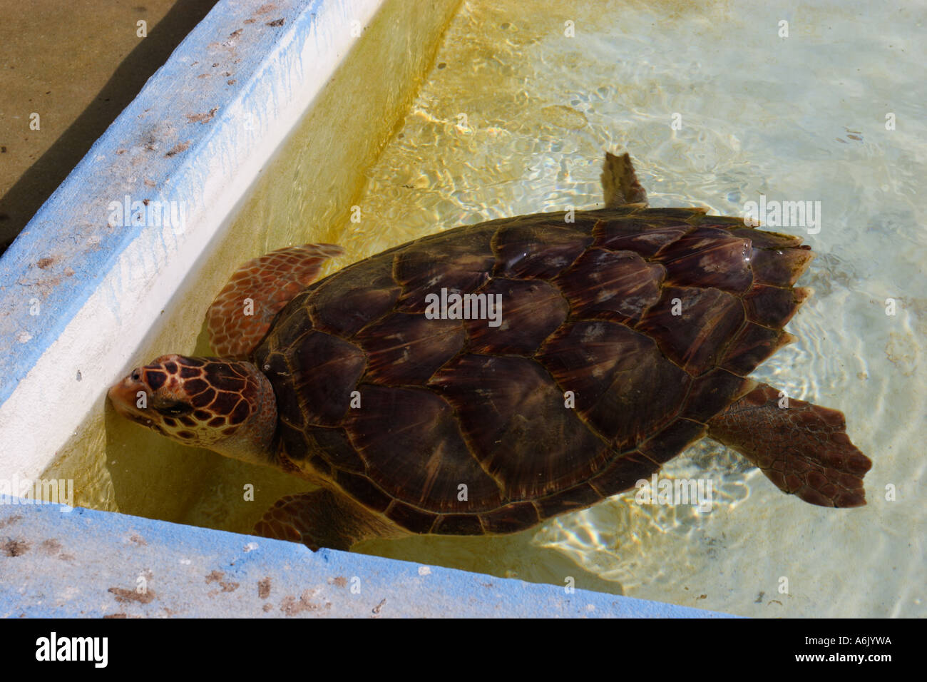 Turtlefarm hi-res stock photography and images - Alamy