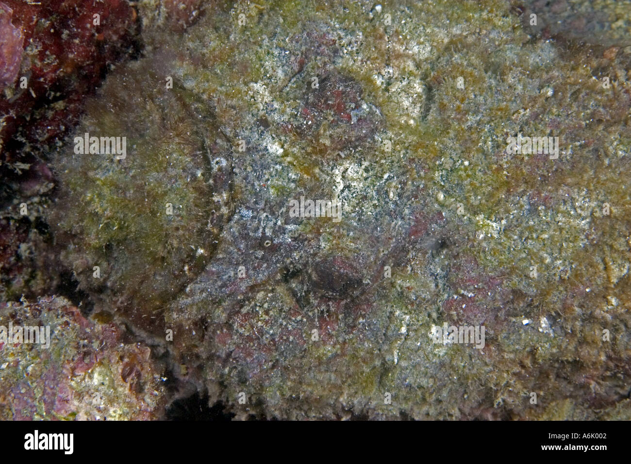 Stonefish synanceia verrucosa deadly fish hi-res stock photography and ...