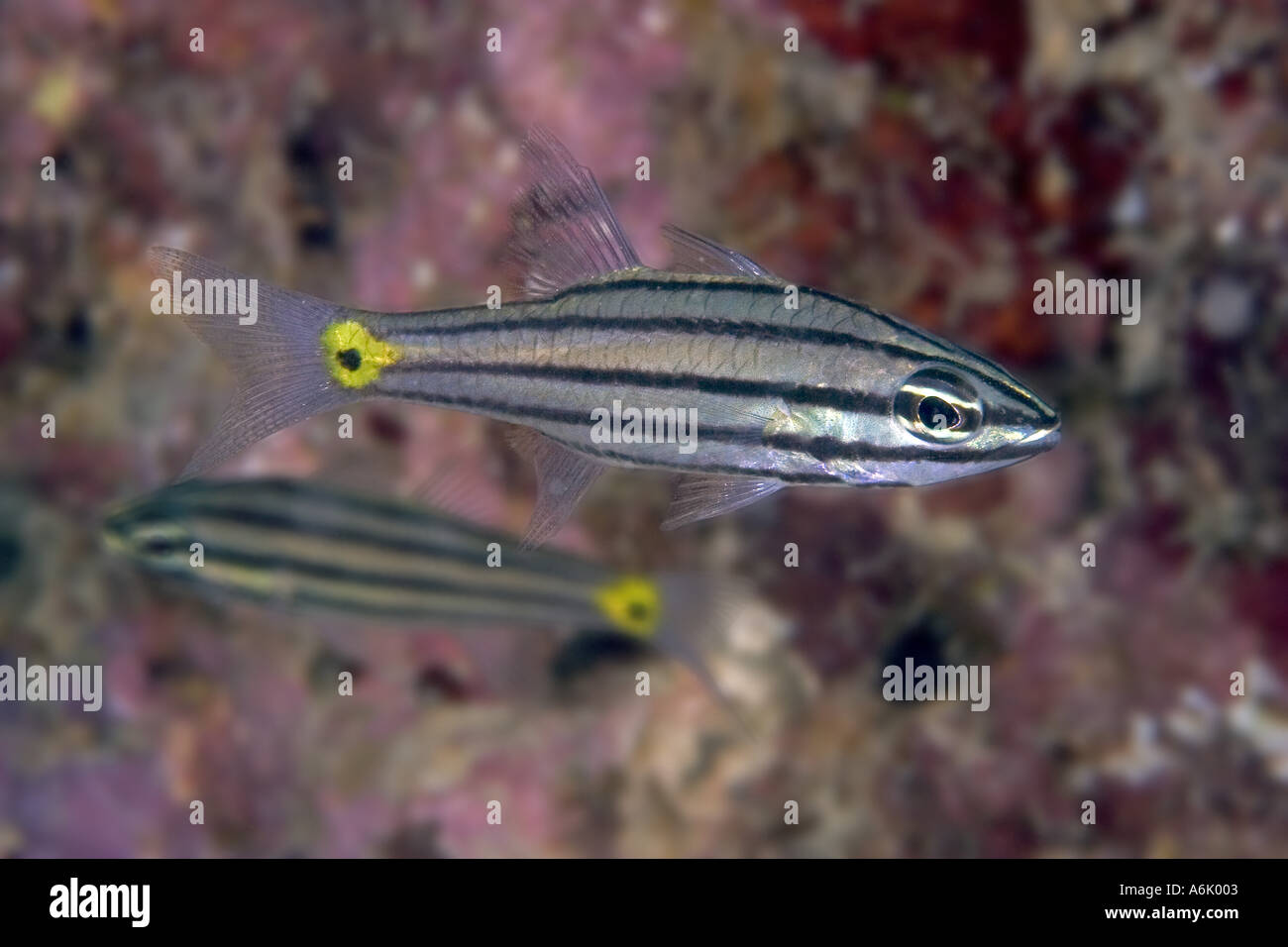 FIVE-LINED CARDINALFISH, MALAYSIA Stock Photo - Alamy