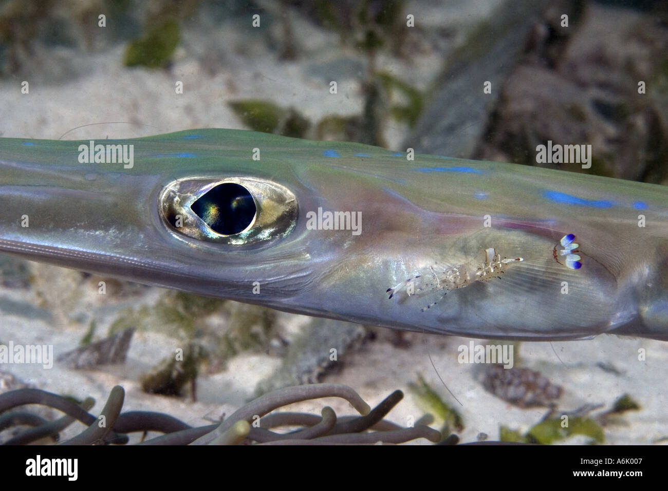 COMMENSAL SHRIMP ON CORONETFISH, MALAYSIA Stock Photo - Alamy