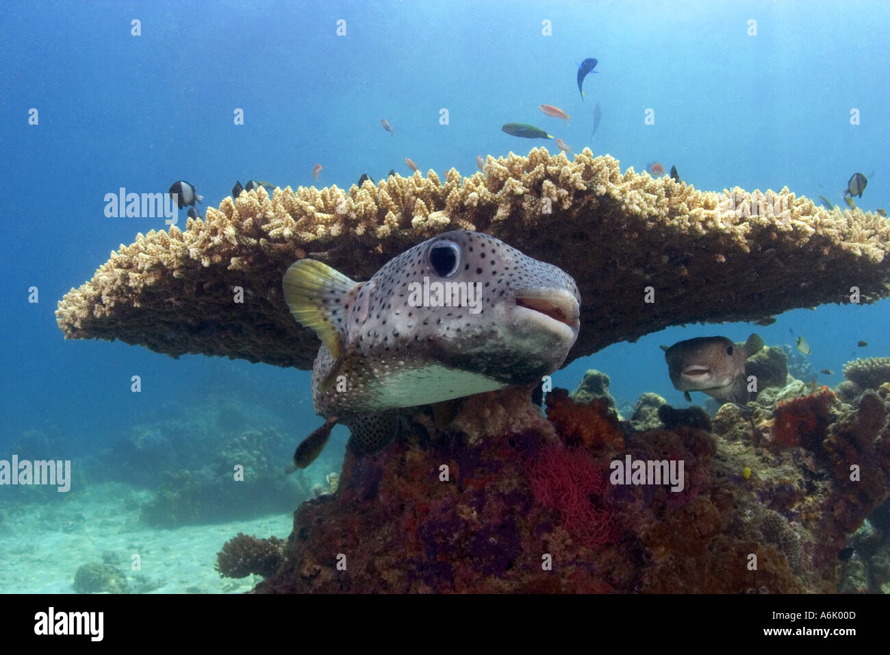 The spotted porcupinefish Diodon hystrix feed primarily at night on ...