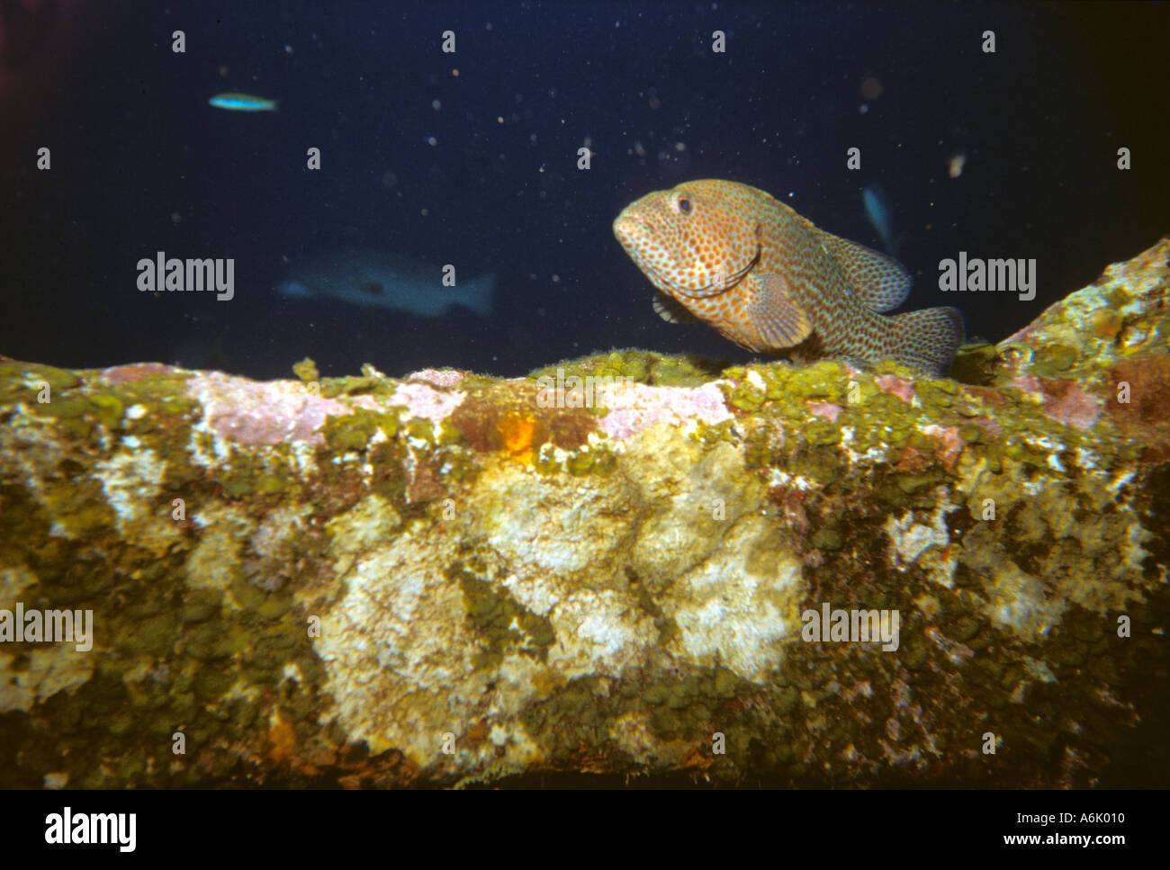 Rock hind grouper hi-res stock photography and images - Alamy