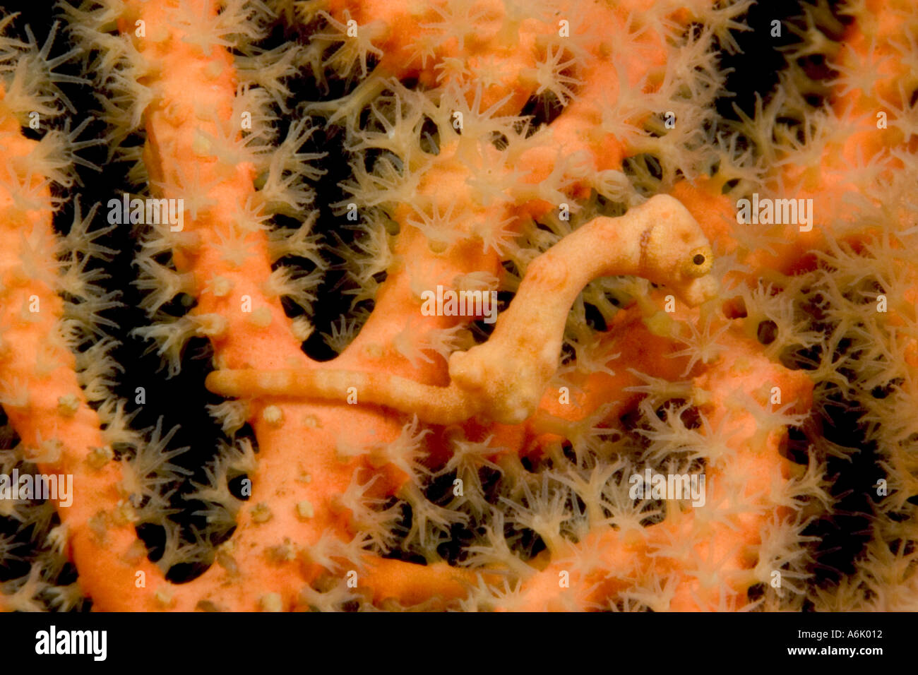 PYGMY SEAHORSE, MALAYSIA Stock Photo - Alamy