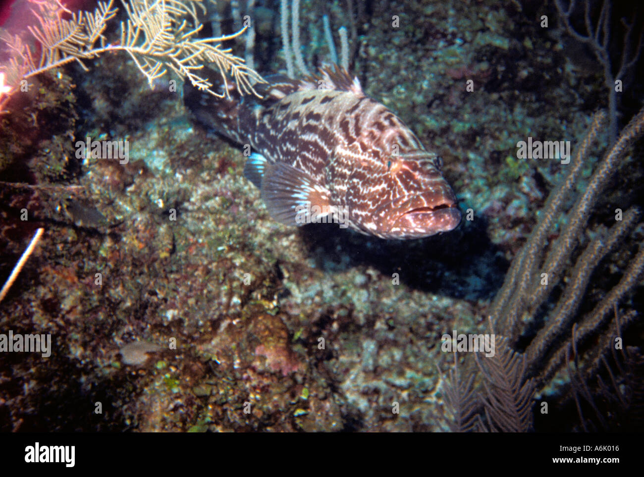 Nassau Grouper taken underwater off the coast of Belize Stock Photo - Alamy