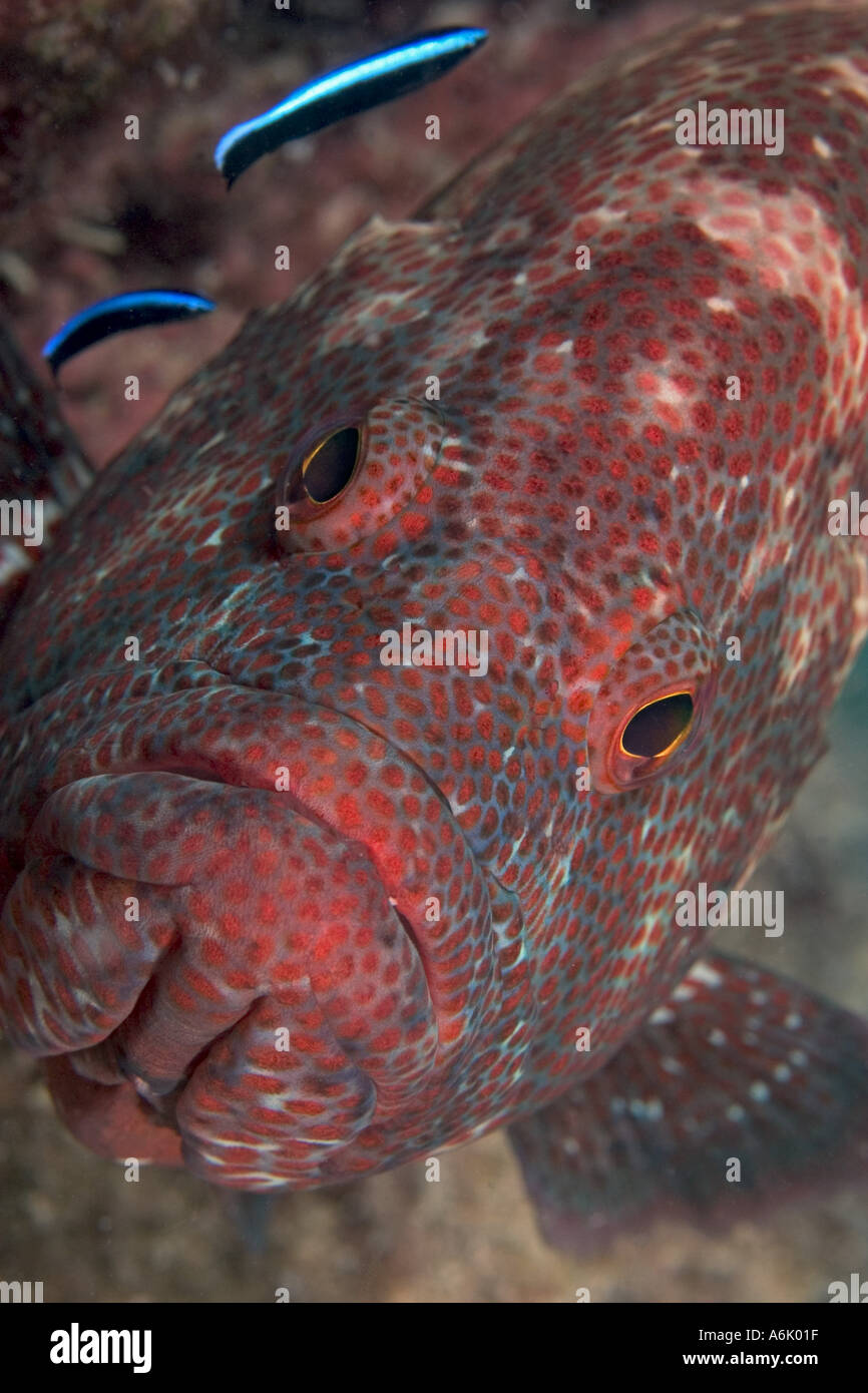 CLEANER WRASSE ON GROUPER, MALAYSIA Stock Photo - Alamy