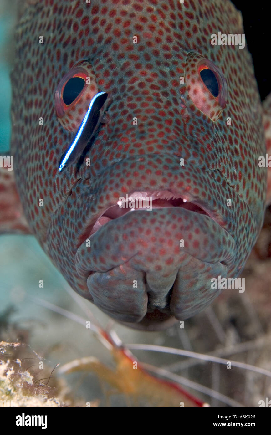 CLEANER WRASSE ON GROUPER, MALAYSIA Stock Photo - Alamy