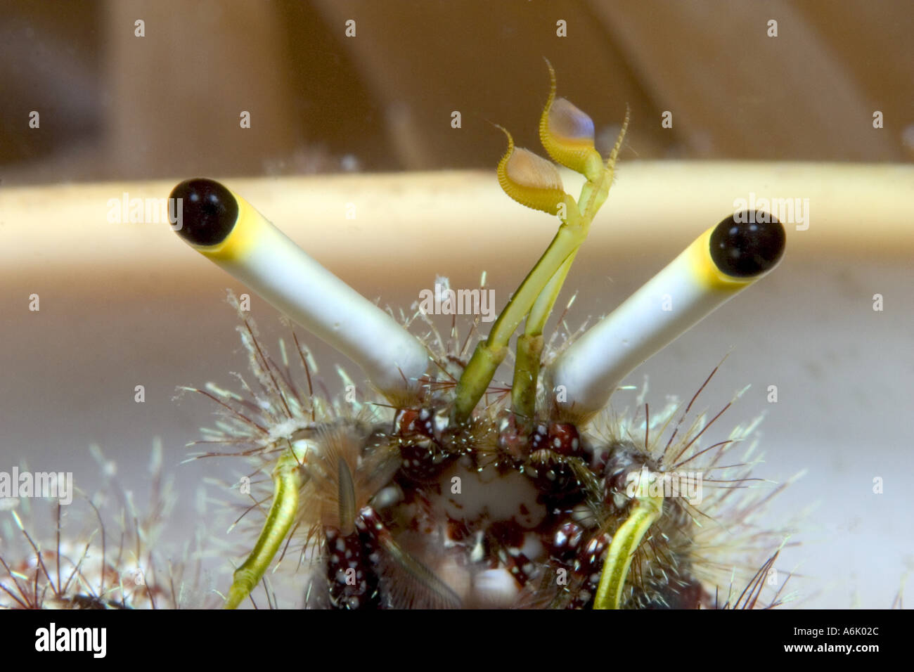 This is a close look at the eye stalks and antennae of a hermit crab ...