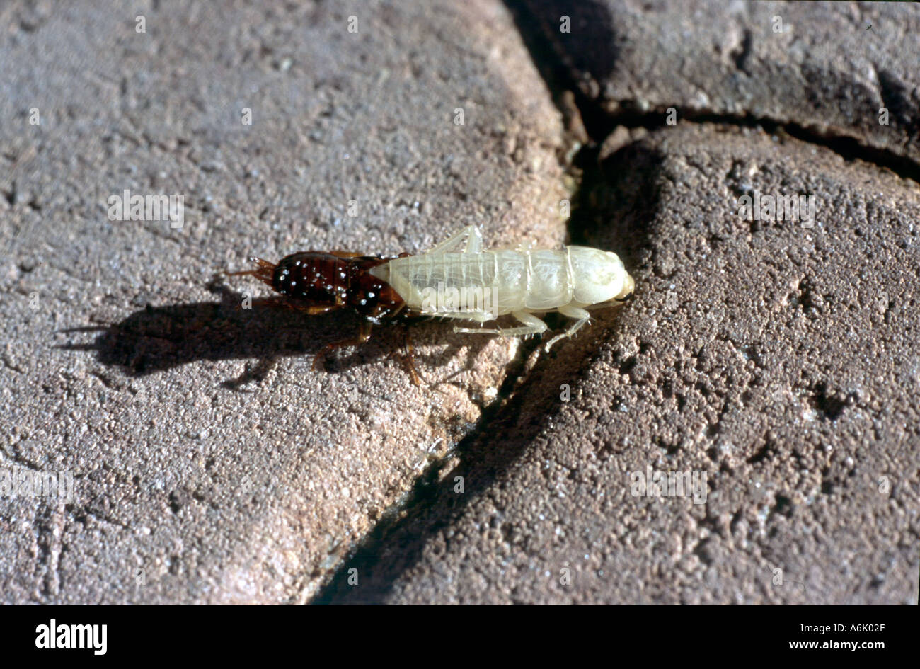 American cockroach molting it s skin Stock Photo - Alamy