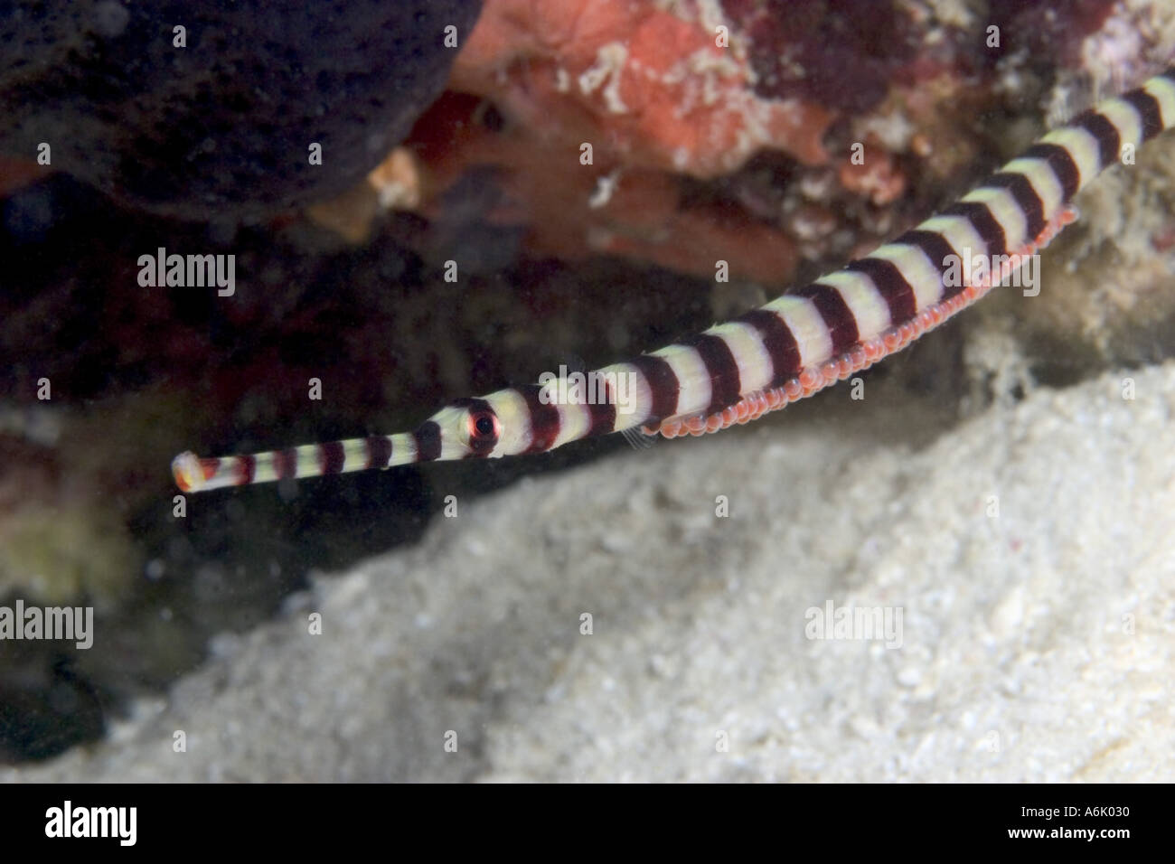 BANDED PIPEFISH, Doryrhamphus dactylioporus, MALAYSIA Stock Photo - Alamy
