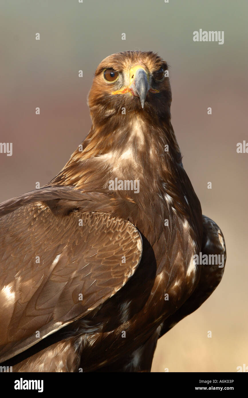 close up portrait showing head and upper body with wings slightly ...