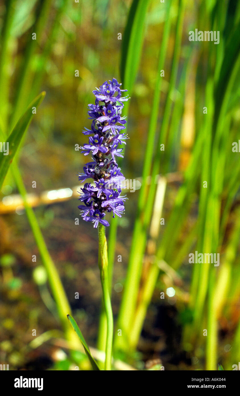 Native Florida aquatic pickerelweed pontederia cordata Stock Photo - Alamy