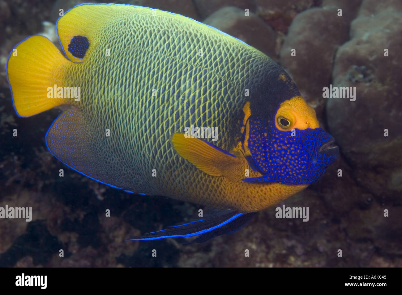 YELLOWMASK ANGELFISH, Pomacanthus xanthometopon, MALAYSIA Stock Photo ...