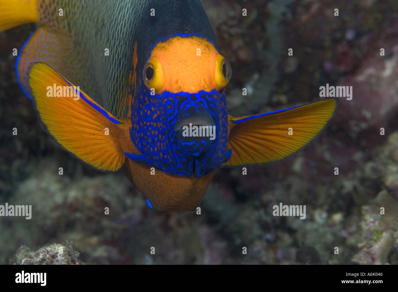 YELLOWMASK ANGELFISH, Pomacanthus xanthometopon, MALAYSIA Stock Photo ...