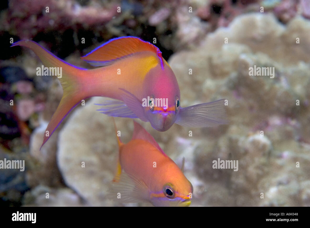PEACH ANTHIAS, Pseudanthias dispar, MALAYSIA Stock Photo - Alamy