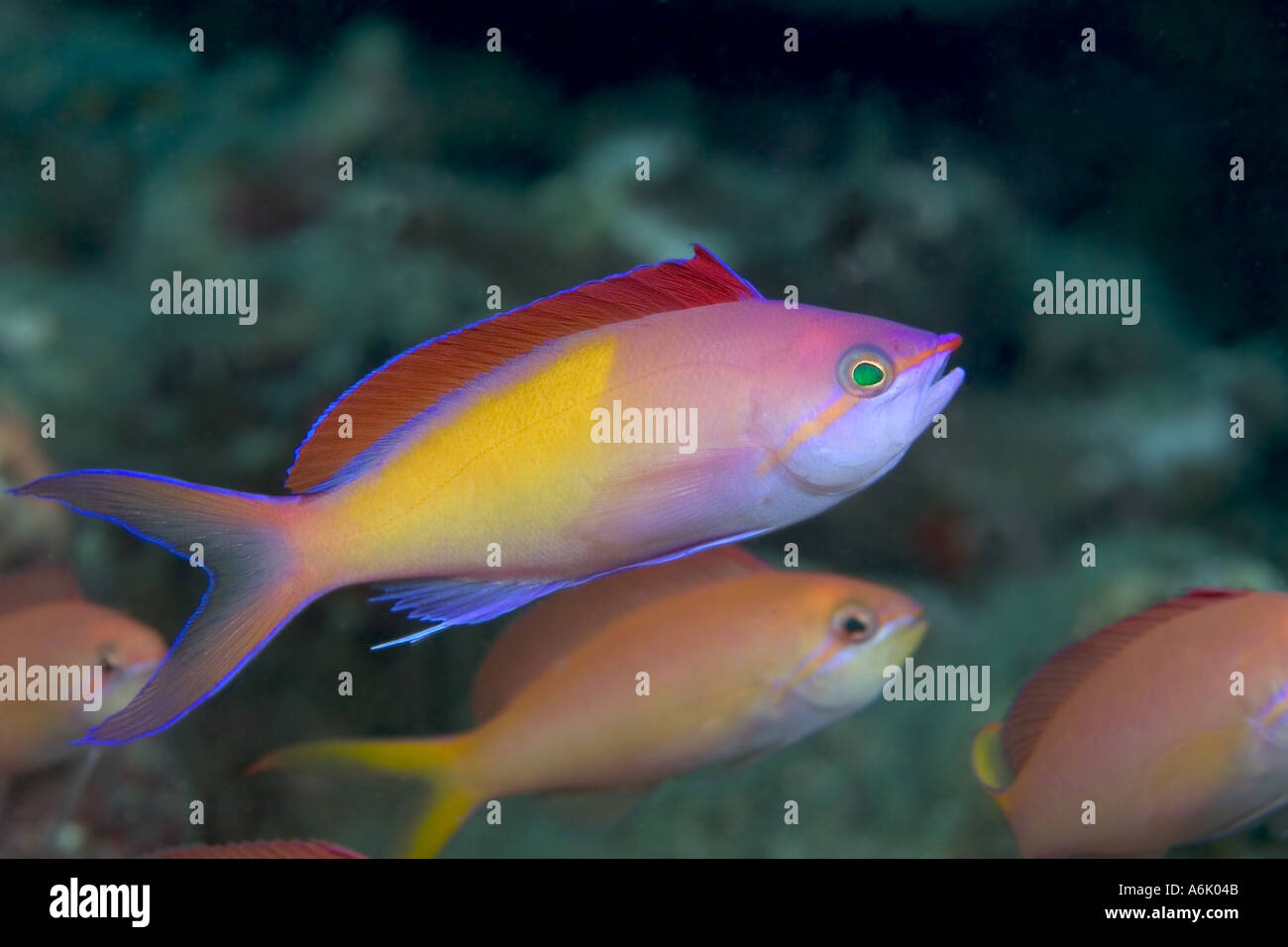Peach anthias hi-res stock photography and images - Alamy