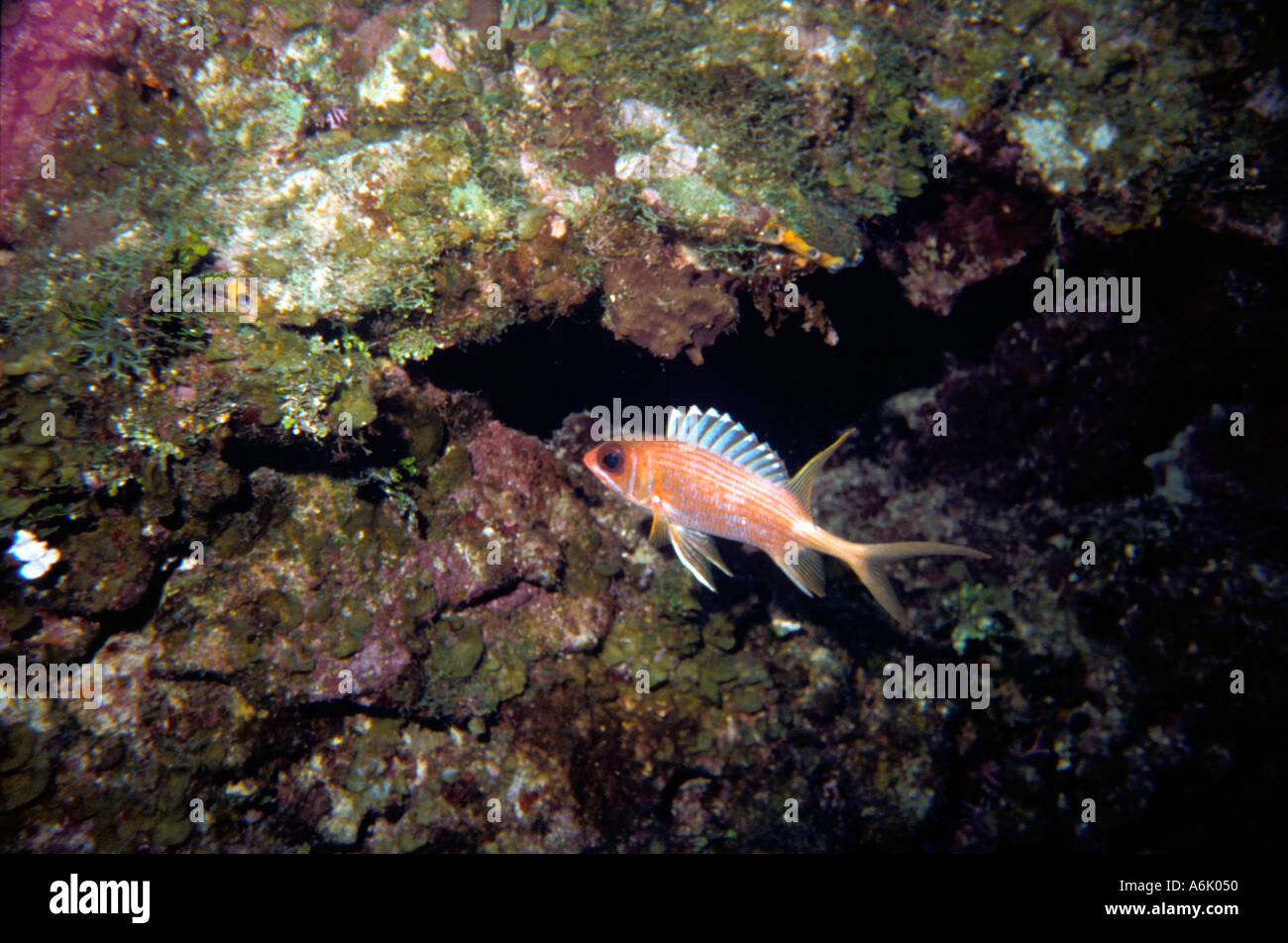 Tropical fish on reef off the coast of Belize Stock Photo - Alamy