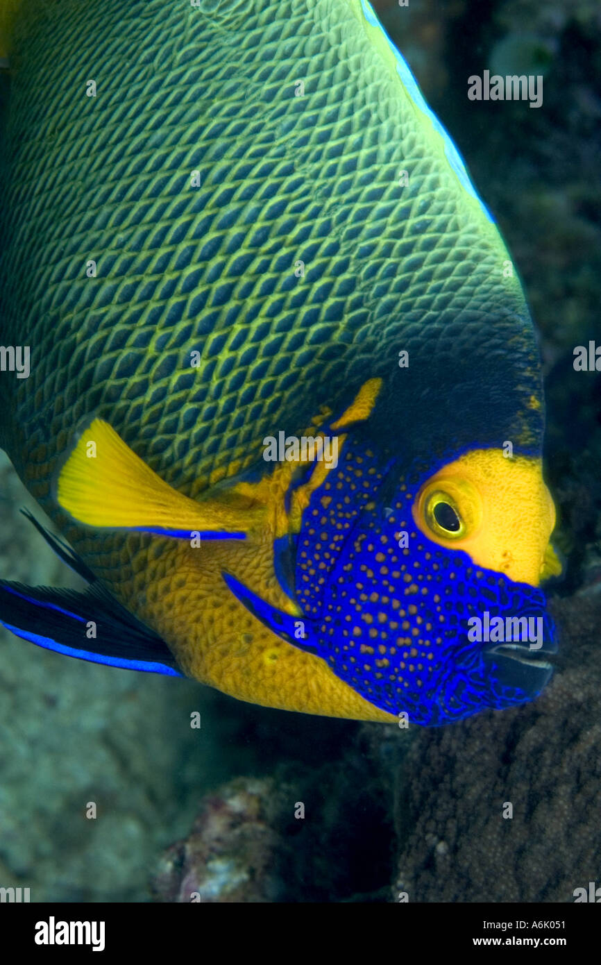 Yellowmask angelfish hi-res stock photography and images - Alamy