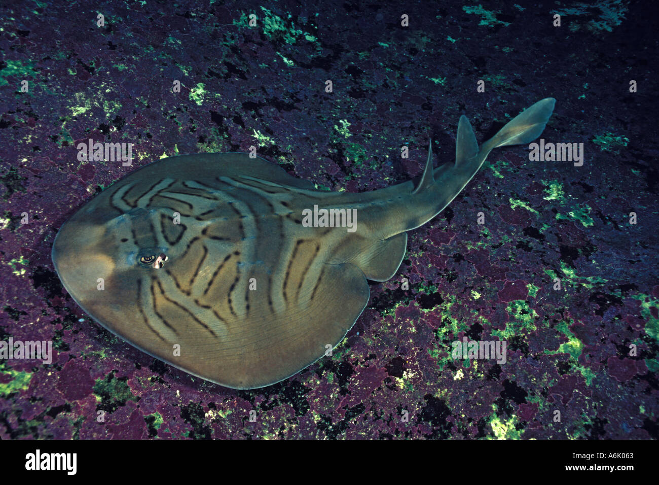 The Eastern Fiddler Ray Trygonorhina sp lays golden egg cases that can ...