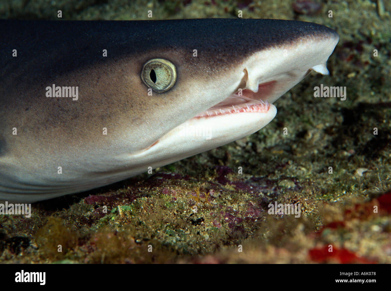 Whitetip reef shark nose hi-res stock photography and images - Alamy
