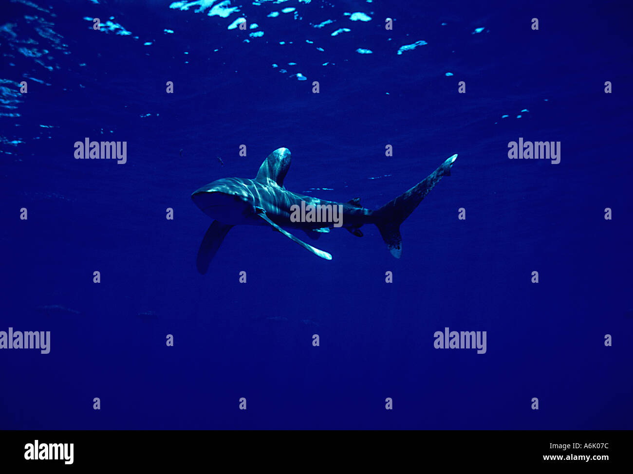 This Oceanic whitetip shark Carcharhinus longimanus is displaying the ...
