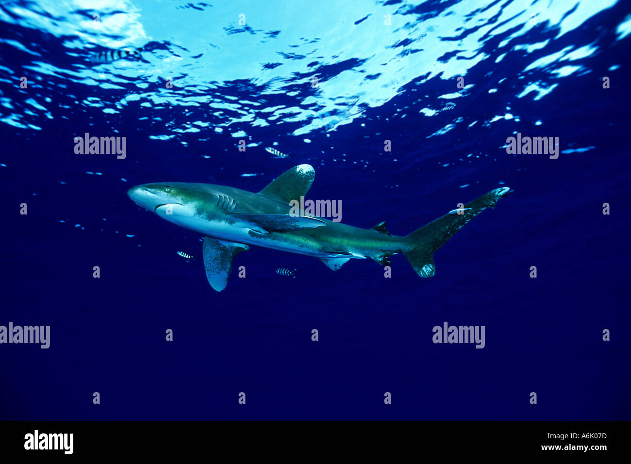 Oceanic whitetip shark Carcharhinus longimanus showing it s unique 747 ...