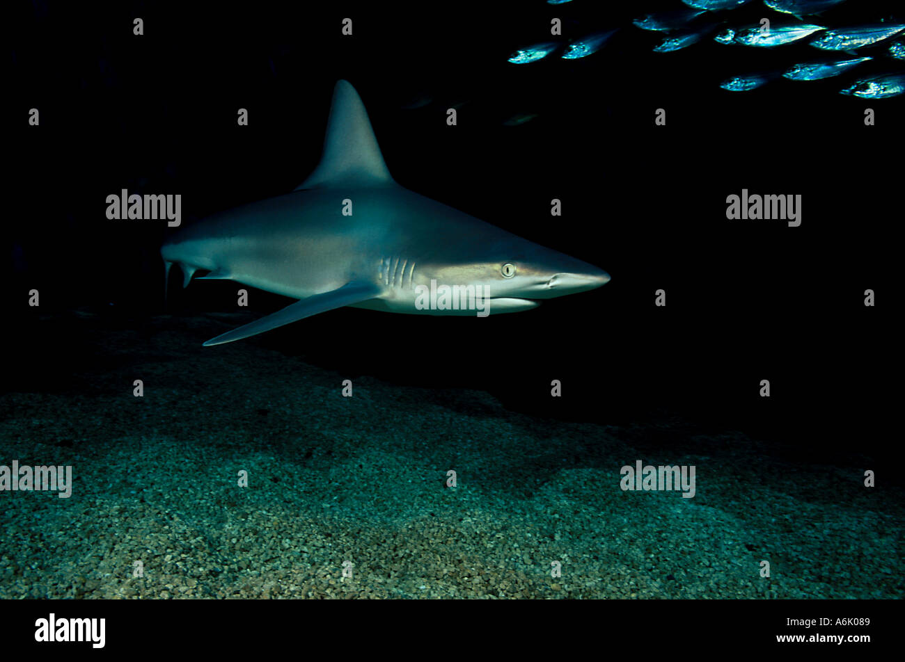 Sandbar sharks Carcharhinus plumbeus are recognizable by their dorsal ...