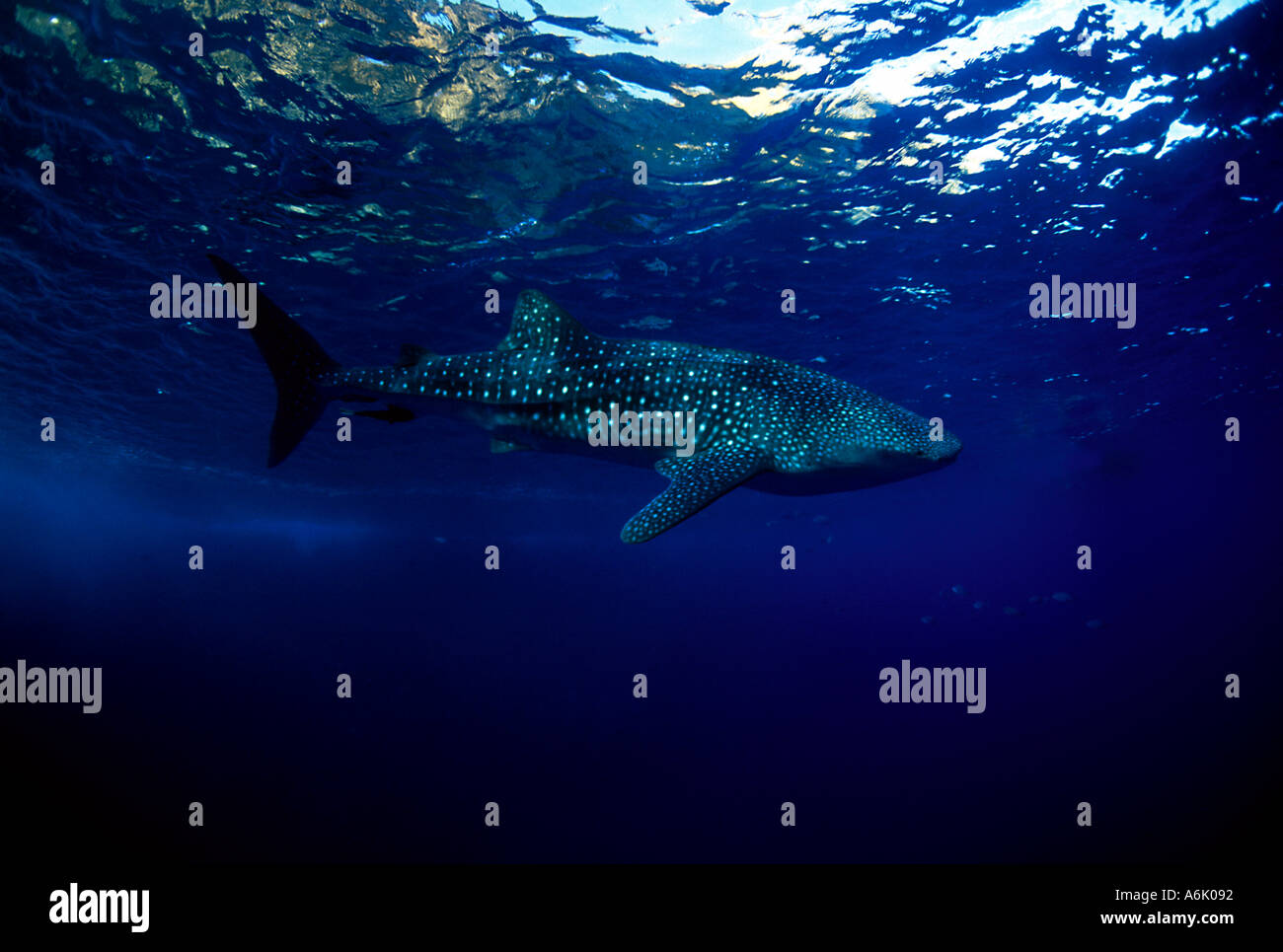 The worlds largest fish a whale shark Rhiniodon typus passes by The ...
