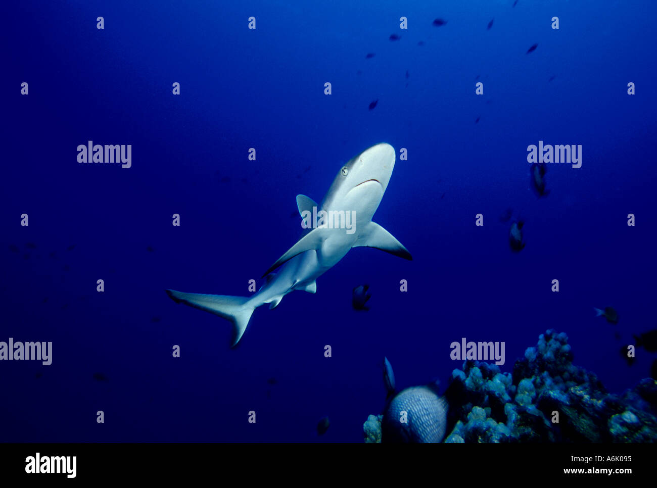 Gray reef sharks Carcharhinus amblyrhynchos are a common sight on ...