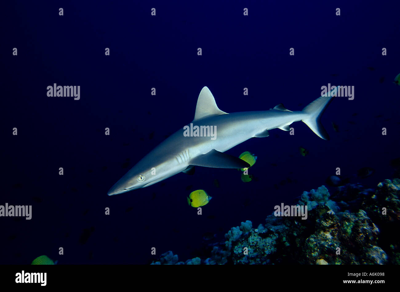 The portrait of a Hawaiian predator the gray reef shark Carcharhinus ...