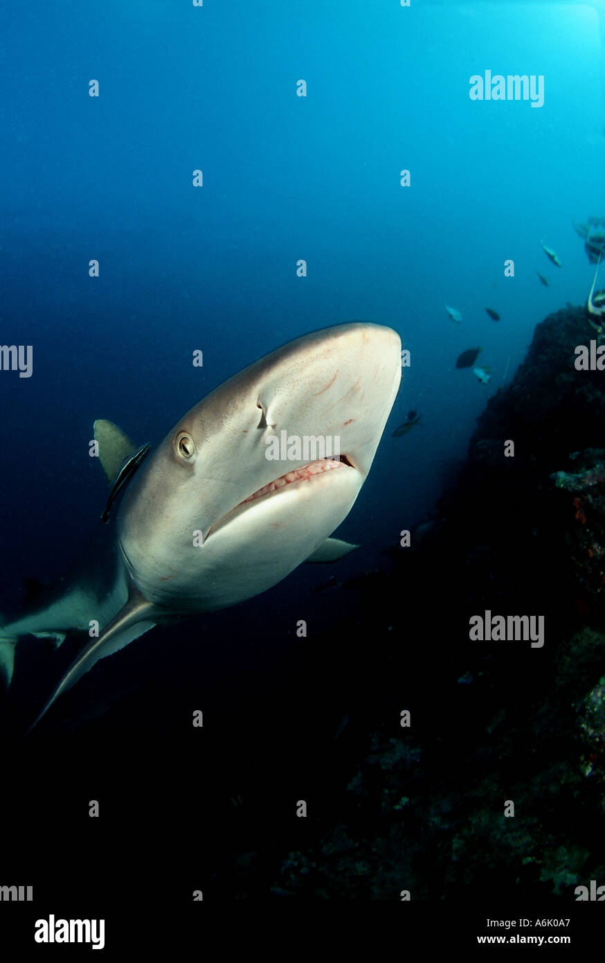An in your face look at a serious fish Gray reef shark Carcharhinus ...